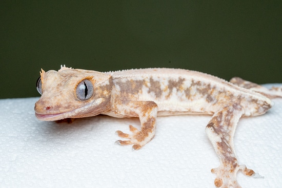 Het Axanthic 50% Lilly White Crested Gecko by Amari Geckos