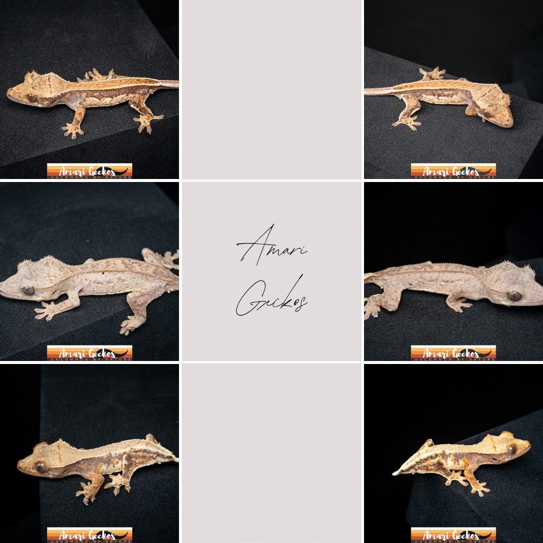 3-Pack Gecko??