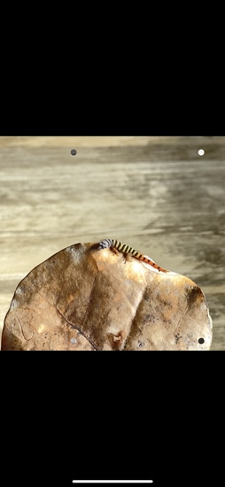 Sphaerodactylus Elegans(Ashy Gecko) More Gecko by Aesthetics Gone Wild