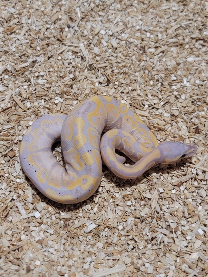 Pastel Coral Glow Ball Python by Amazeballspythons