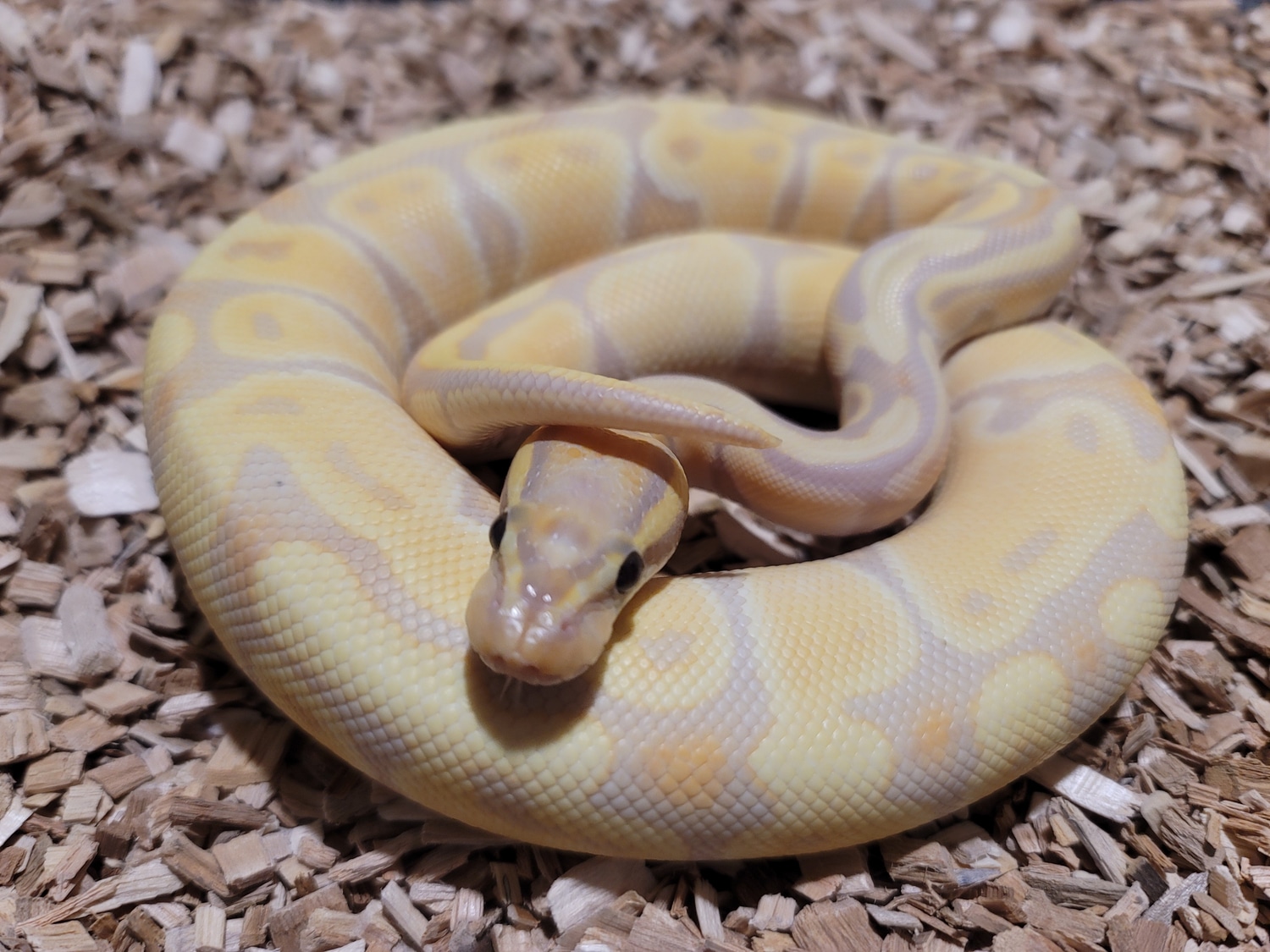 Coral Glow Ball Python by Amazeballspythons - MorphMarket