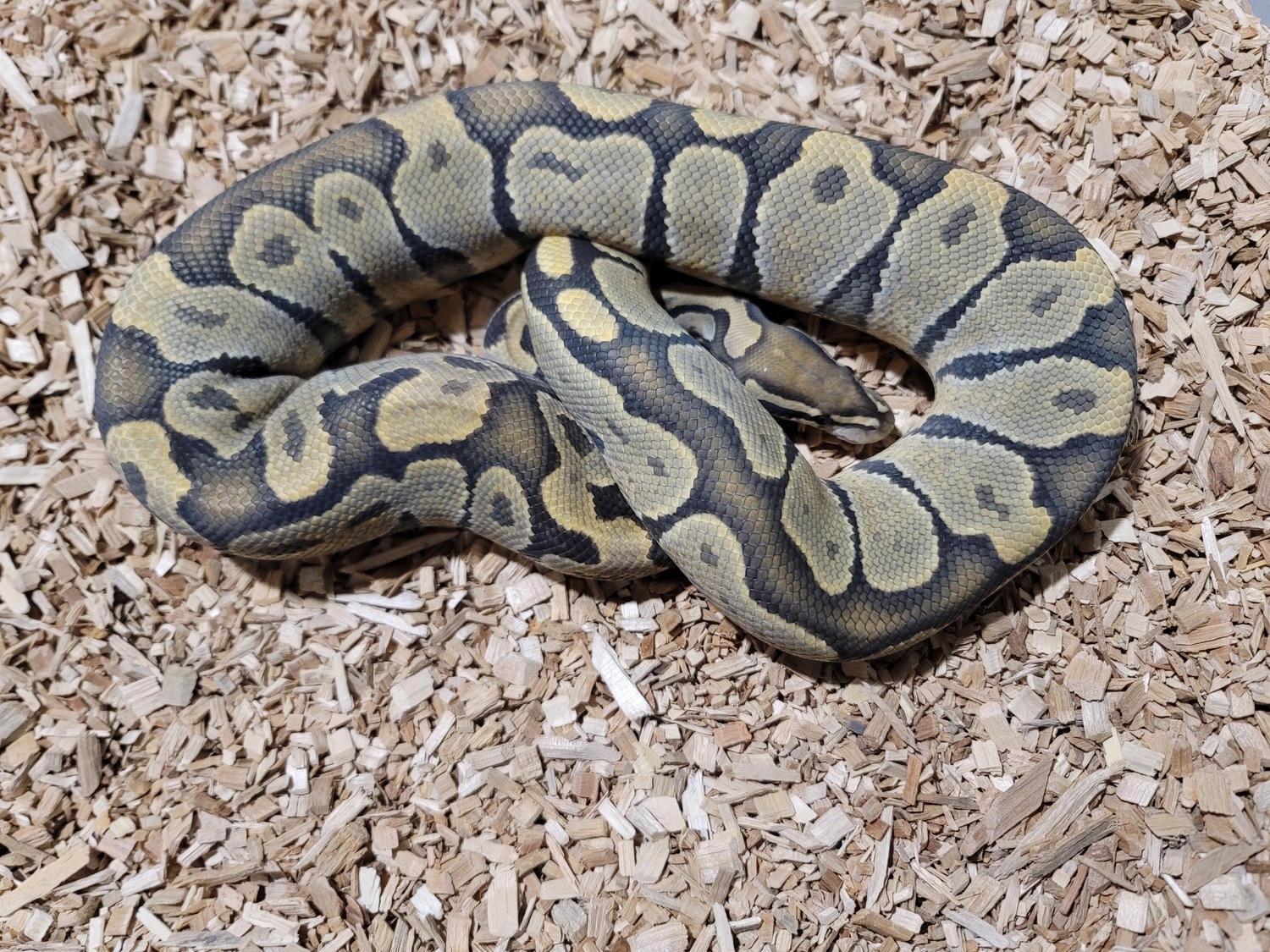 Hypo 100% Het Caramel Ball Python by Amazeballspythons - MorphMarket