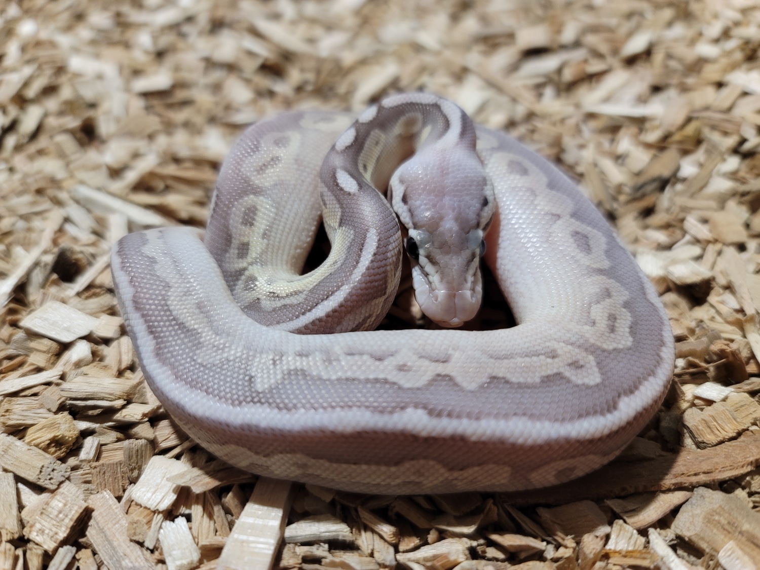 Pastel Cinnamon Ball Python by Amazeballspythons - MorphMarket