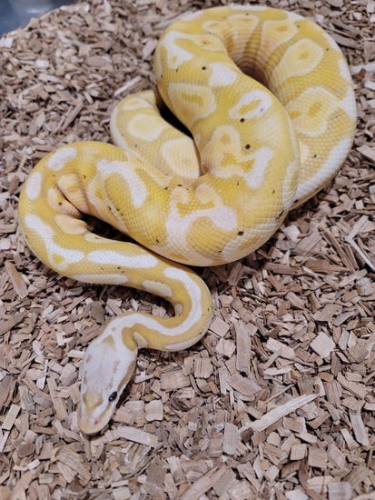 Pastel Coral Glow Ball Python by Amazeballspythons