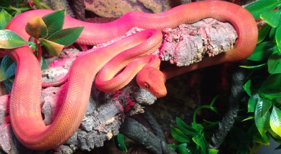 CB Orange Bi-color Amazon Tree Boa by Justin Maynes
