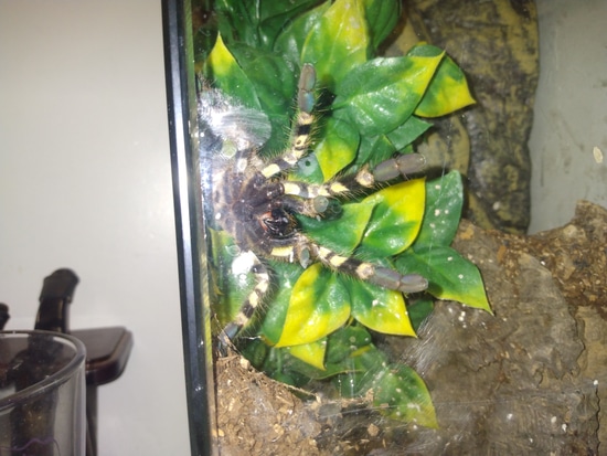 Poecilotheria Regalis Tarantula by Fangs Out Exotics