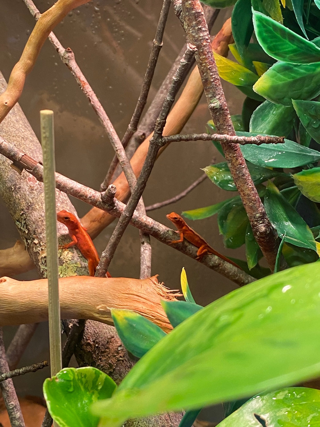 Fire Red Anole by Amazing Leachies and Lizards - MorphMarket