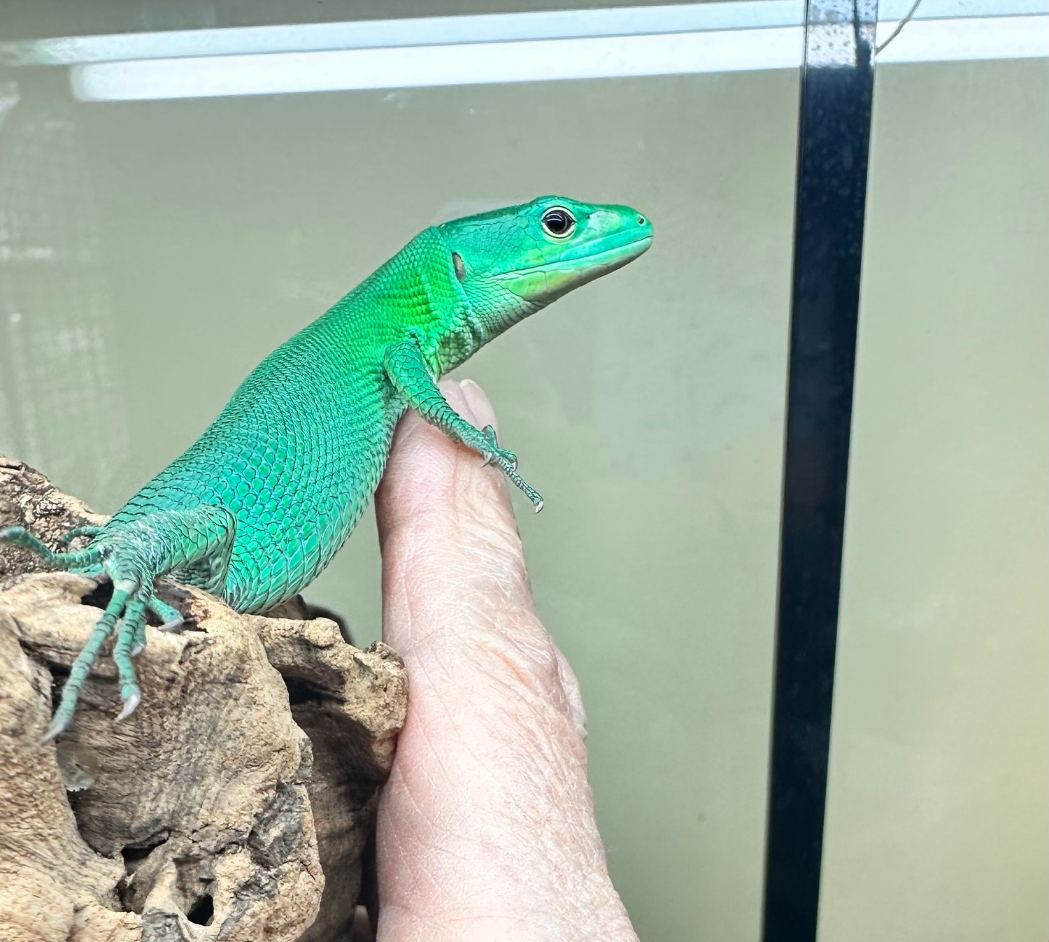 I Have An Subadult PAIR Of Green Keeled Lizards (Gastropholis Prasina ...