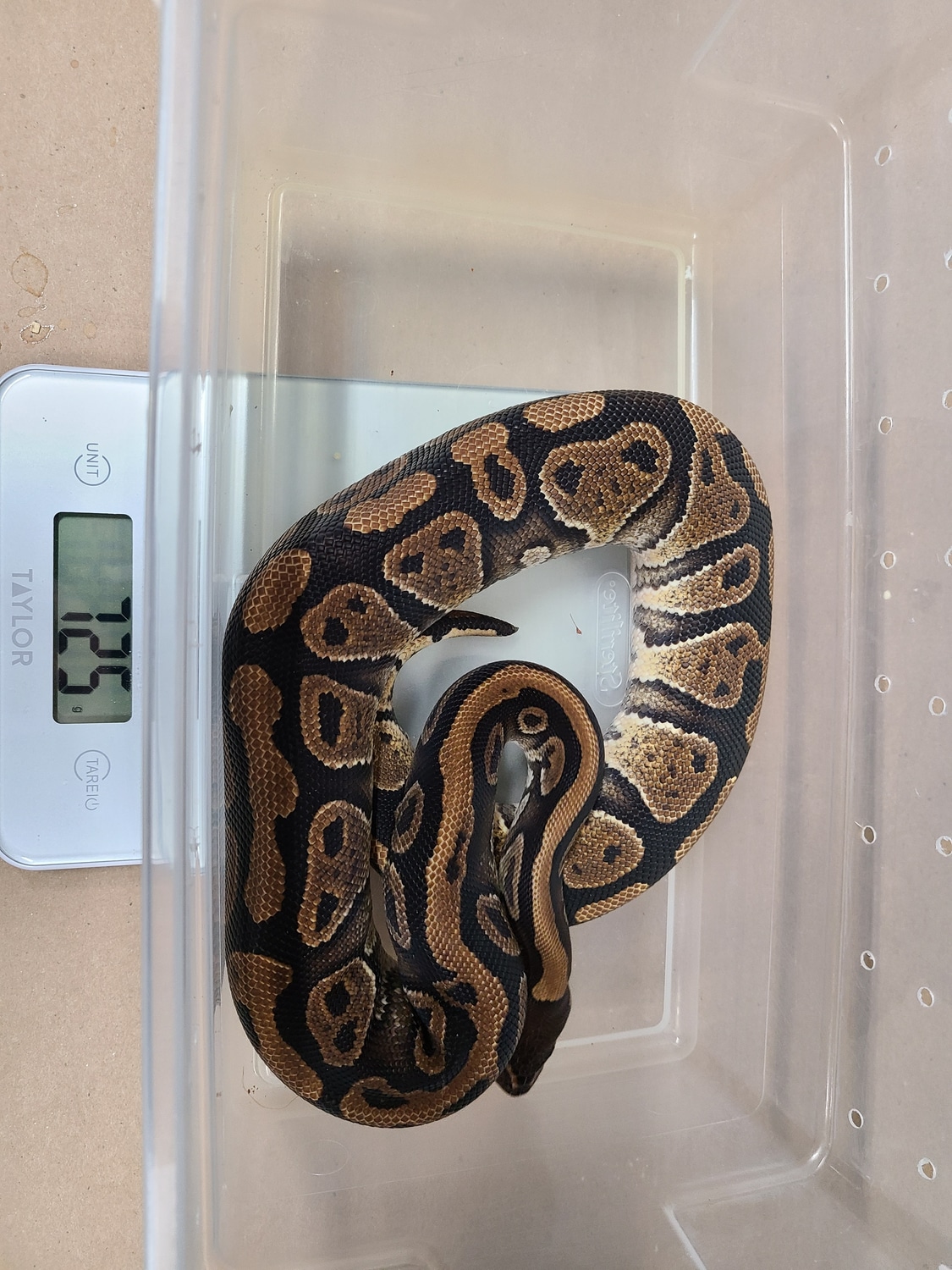 Arroyo Ball Python by Amazing Feeders 4 U LLC - MorphMarket
