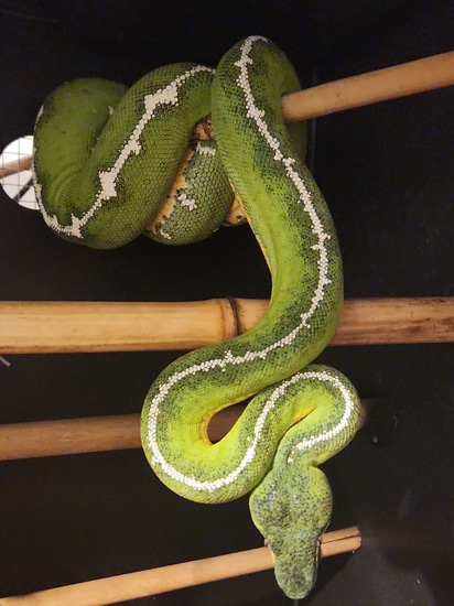 2017 Amazon Basin Emerald Tree Boa - Adult Male Amazon Basin Tree Boa ...