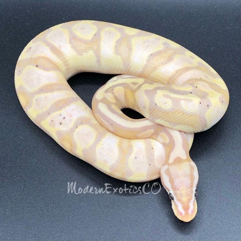 Super Pastel Banana Het Pied Ball Python by Anzoli Exotics - MorphMarket