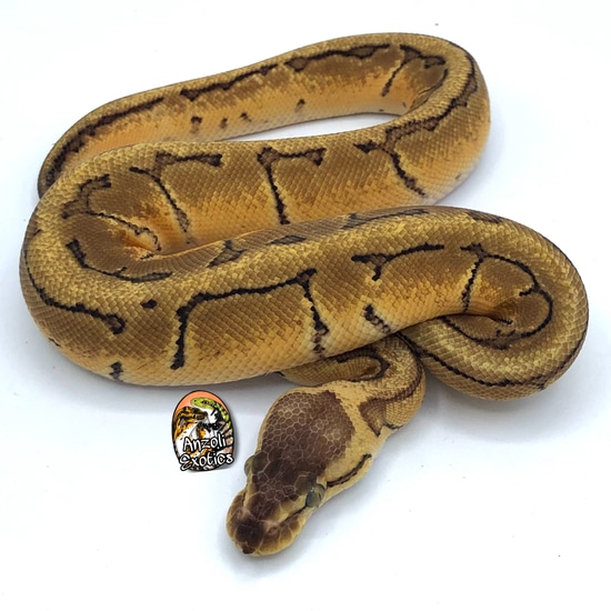 Lemonblast 100% Het Pied Ball Python by Anzoli Exotics