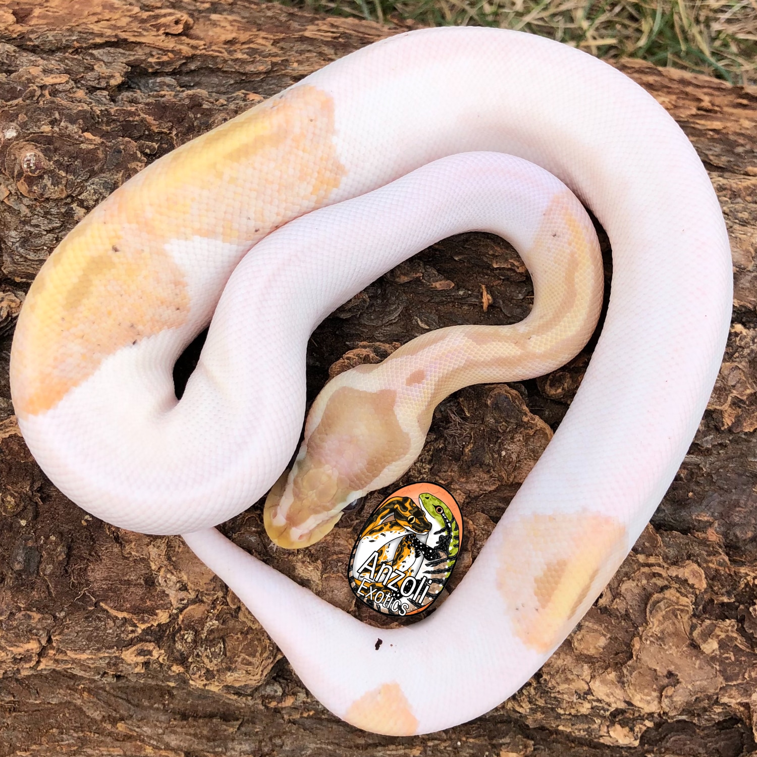 Pastel Banana Piebald Ball Python by Anzoli Exotics - MorphMarket