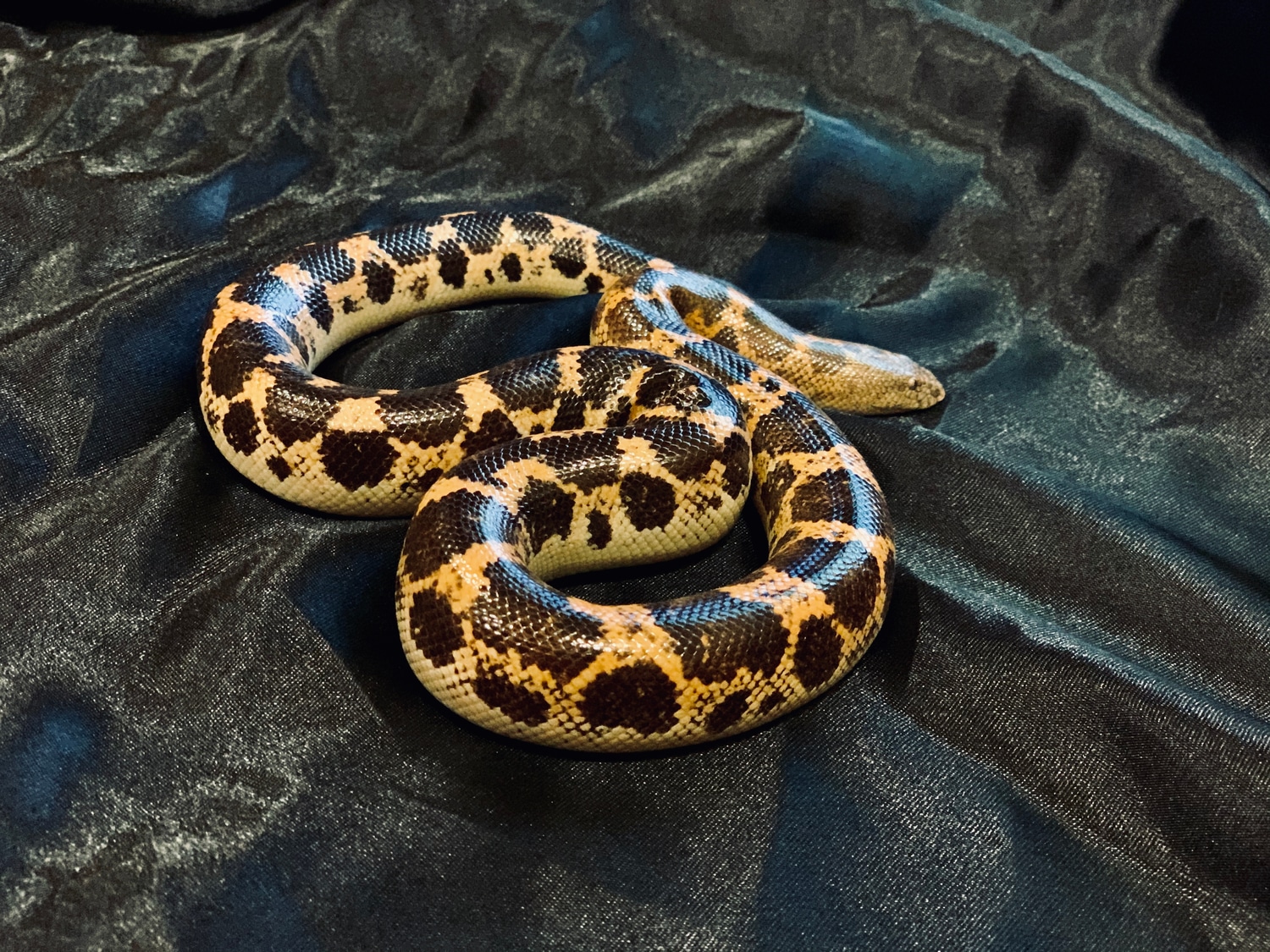 Saharan Sand Boa by Natures Epic Pets - MorphMarket