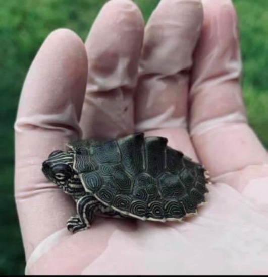 Cagle Maps Map Turtle by Natures Epic Pets