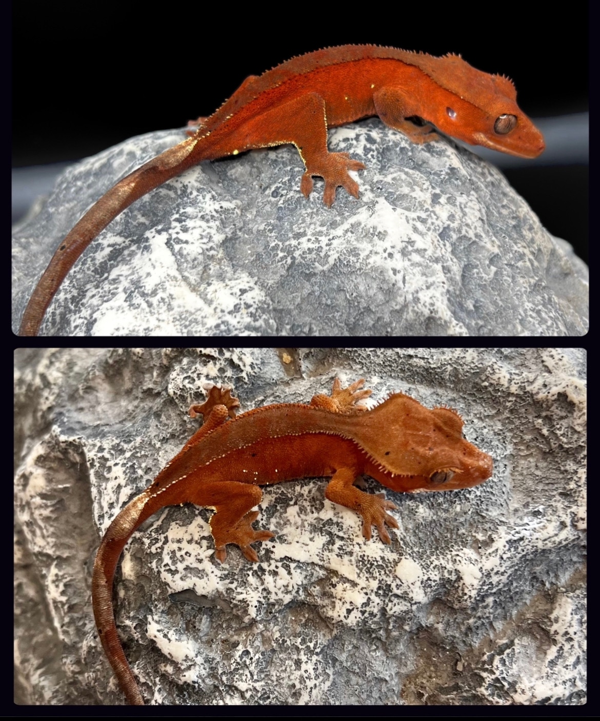Red Bicolor Crested Gecko by Natures Epic Pets - MorphMarket