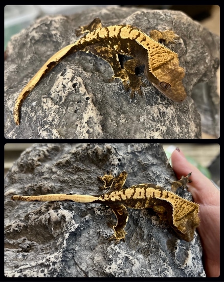 Extreme Crested Gecko by Natures Epic Pets