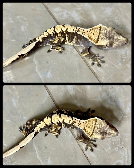 Extreme Crested Gecko by Natures Epic Pets