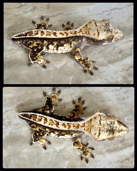 Tricolor Crested Gecko by Natures Epic Pets