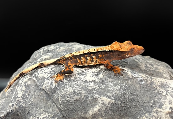 Extreme Tricolor Crested Gecko by Natures Epic Pets