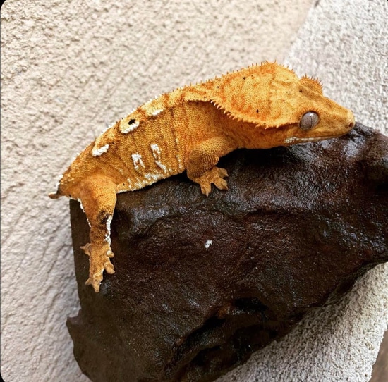 Orange Pin Dashed Crested Gecko by Natures Epic Pets