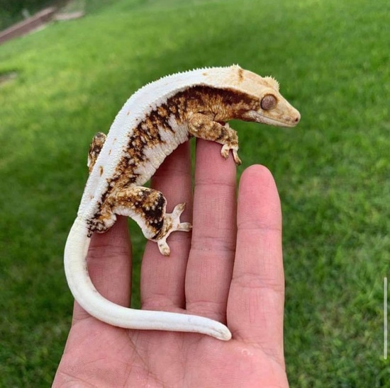 Tricolor Lilly White Crested Gecko by Natures Epic Pets