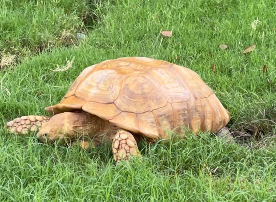Blonde Female Sulcata Sulcata Tortoise by Natures Epic Pets