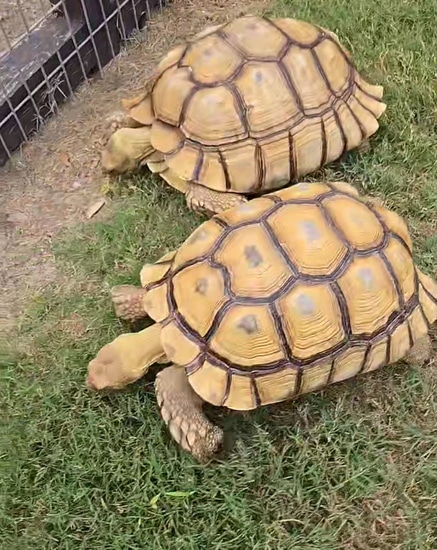 Female Sulcata Sulcata Tortoise by Natures Epic Pets