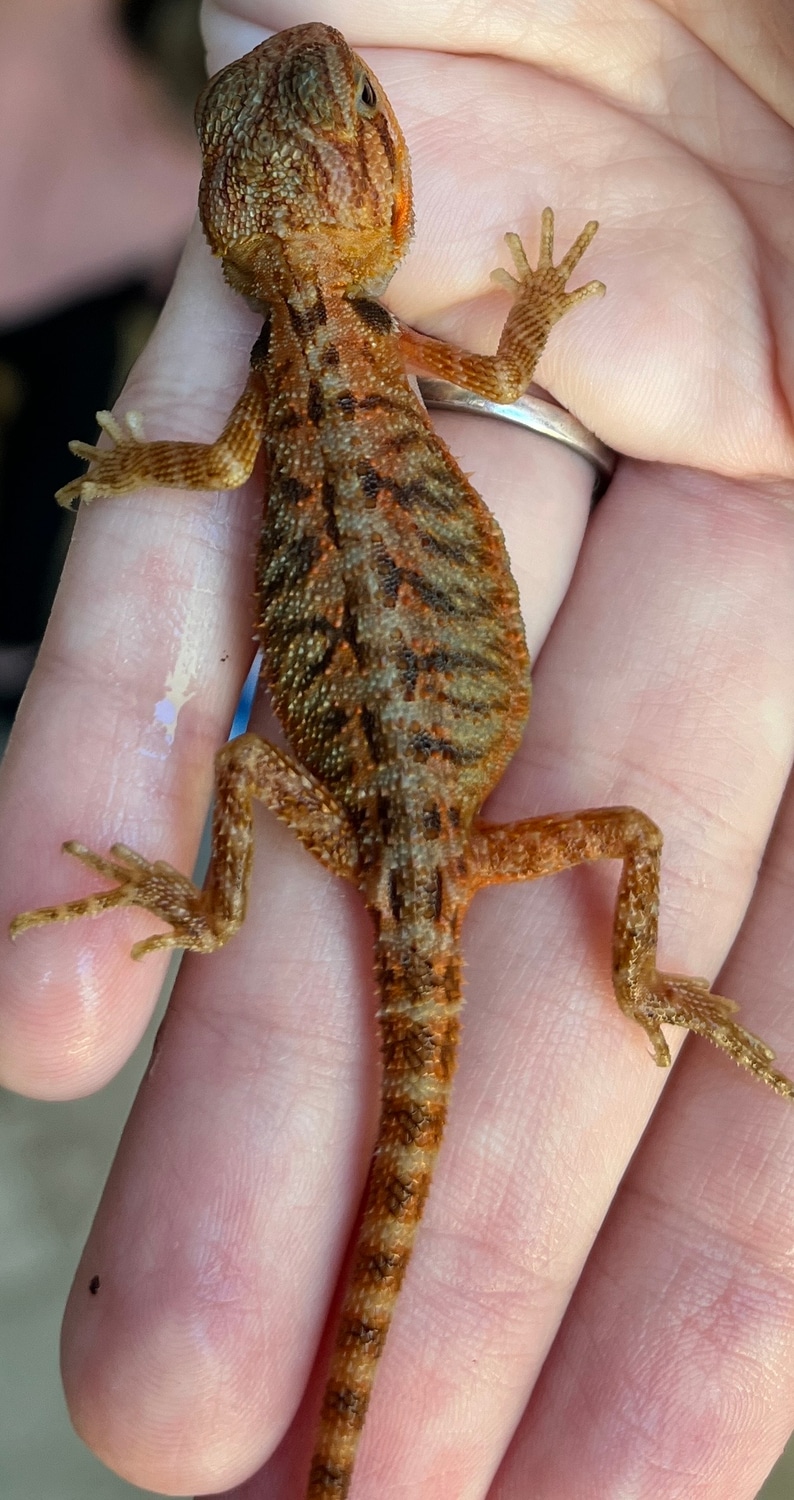 Orange Translucent Baby Beaded Dragon Central Bearded Dragon by Baby ...