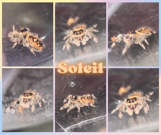 I7 Female Regal Jumping Spider by The Spood Witch