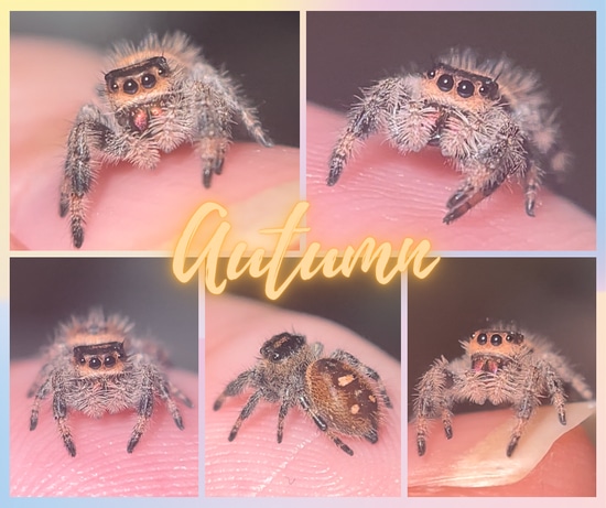 I7 Orange Phase Regal Jumping Spider by The Spood Witch