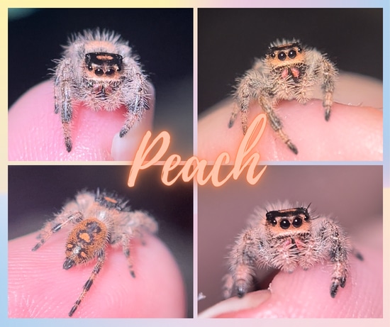I7/i8 Peach Phase Regal Jumping Spider by The Spood Witch