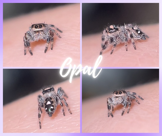 I5 White/Light Phase Apalachicola Regal Jumping Spider by The Spood Witch