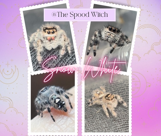 I7 White/Light Phase Apalachicola Regal Jumping Spider by The Spood Witch
