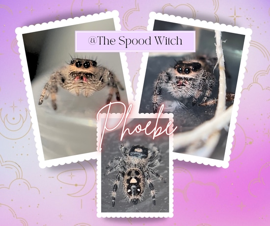 I7 White/Light Phase Apalachicola Regal Jumping Spider by The Spood Witch