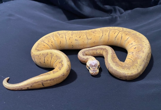 Killerblast Ball Python by Blue Ridge Pythons