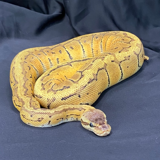 Lemonblast Ball Python by Blue Ridge Pythons