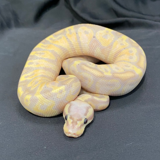 Pastel Banana Ball Python by Blue Ridge Pythons