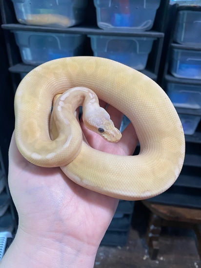 Banana Pewter GHI Mojave Ball Python by Blue Ridge Pythons