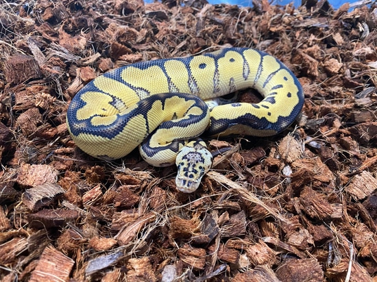 Pastel Clown Ball Python by Blue Ridge Pythons