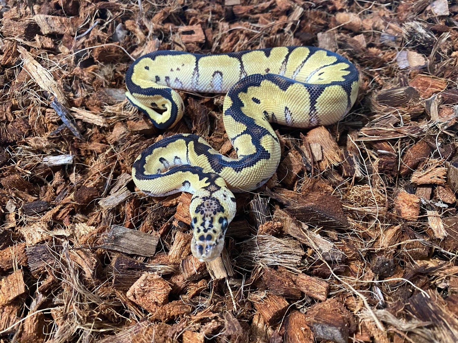 Pastel Clown (Pos Enchi) Ball Python by Blue Ridge Pythons - MorphMarket