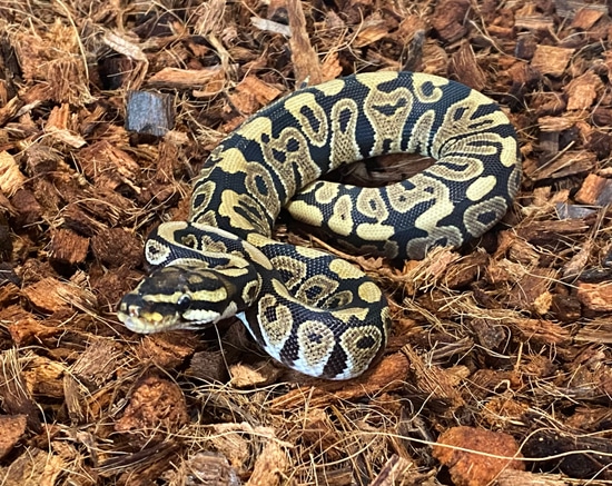 Spotnose 100% Het Clown 100% Het VPI Axanthic Ball Python by Blue Ridge ...