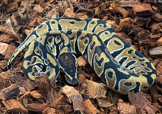 Normal Het Clown Ball Python by Blue Ridge Pythons