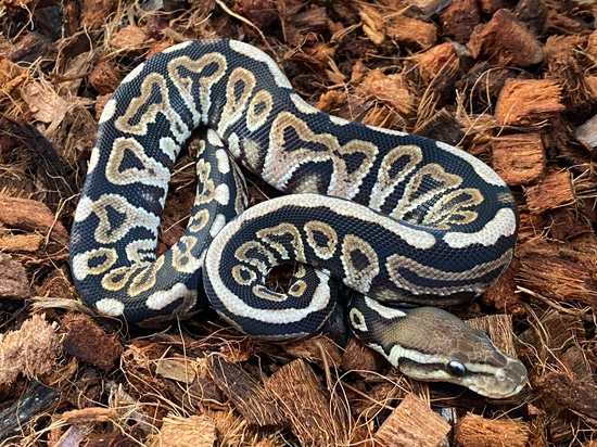 Spotnose Cinnamon Het Clown Ball Python by Blue Ridge Pythons