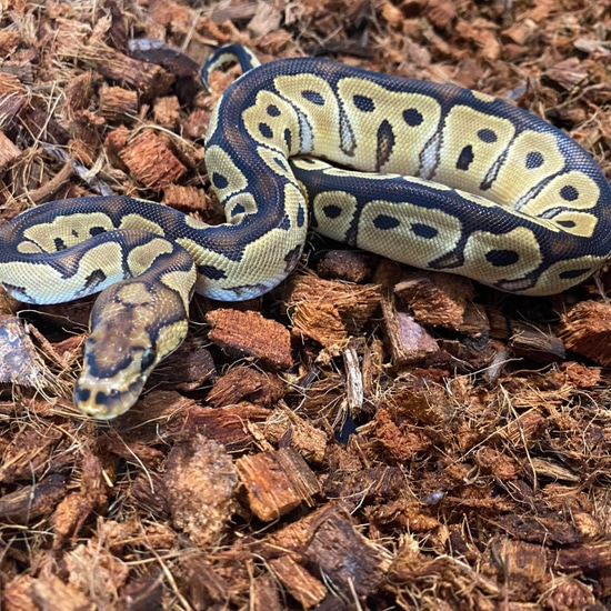 Clown 100% Het Lavender Albino Ball Python by Blue Ridge Pythons