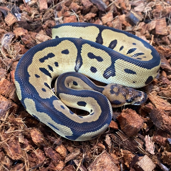 Leopard Clown 100% Het Lavender Albino Ball Python by Blue Ridge Pythons
