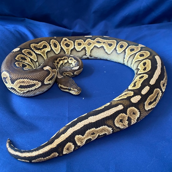 Cinnamon Special 100% Het Clown Ball Python by Blue Ridge Pythons