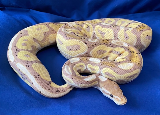 RTB Banana Cinnamon Female Ball Python by Blue Ridge Pythons