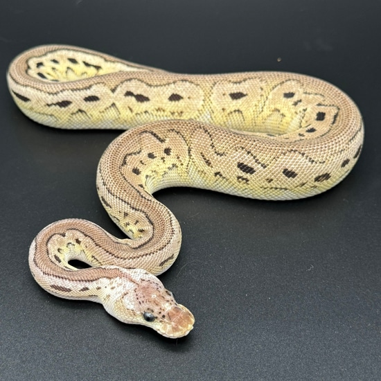 Pewter Special Clown Ball Python by Blue Ridge Pythons