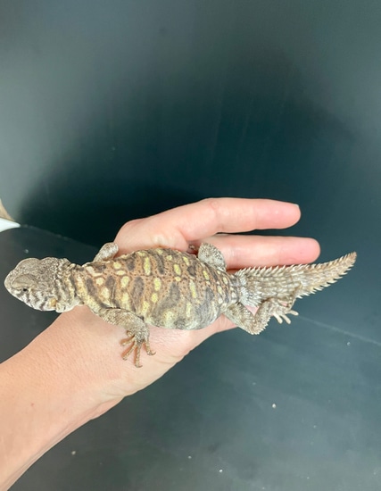 Captive Hatched Ornate Uromastyx by American Enclosures